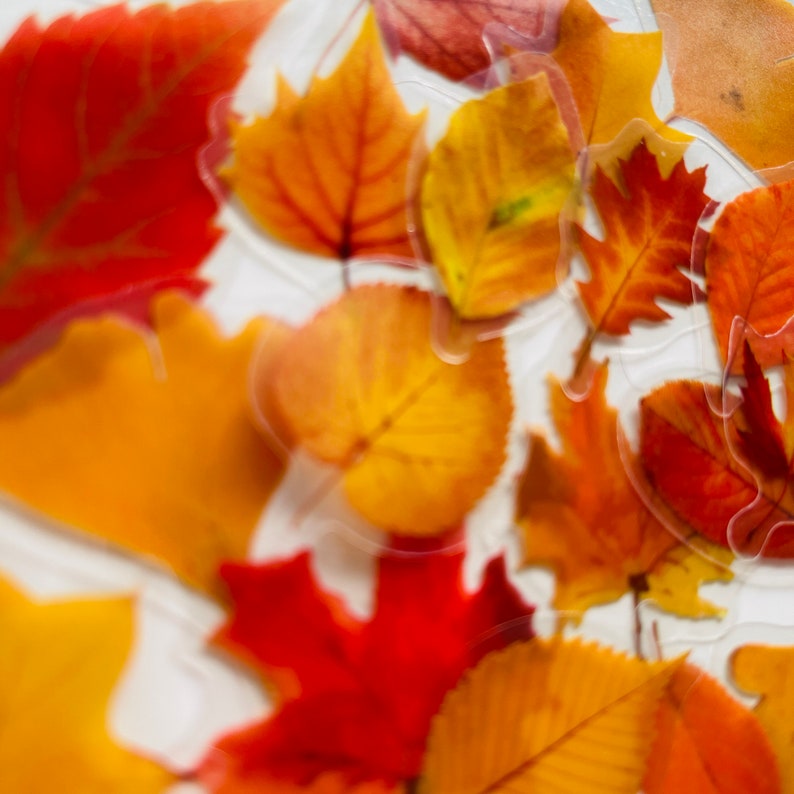 20 Vinyl Transparent Autumn Leaf Sticker Pack, Waterproof Reusable Set ...
