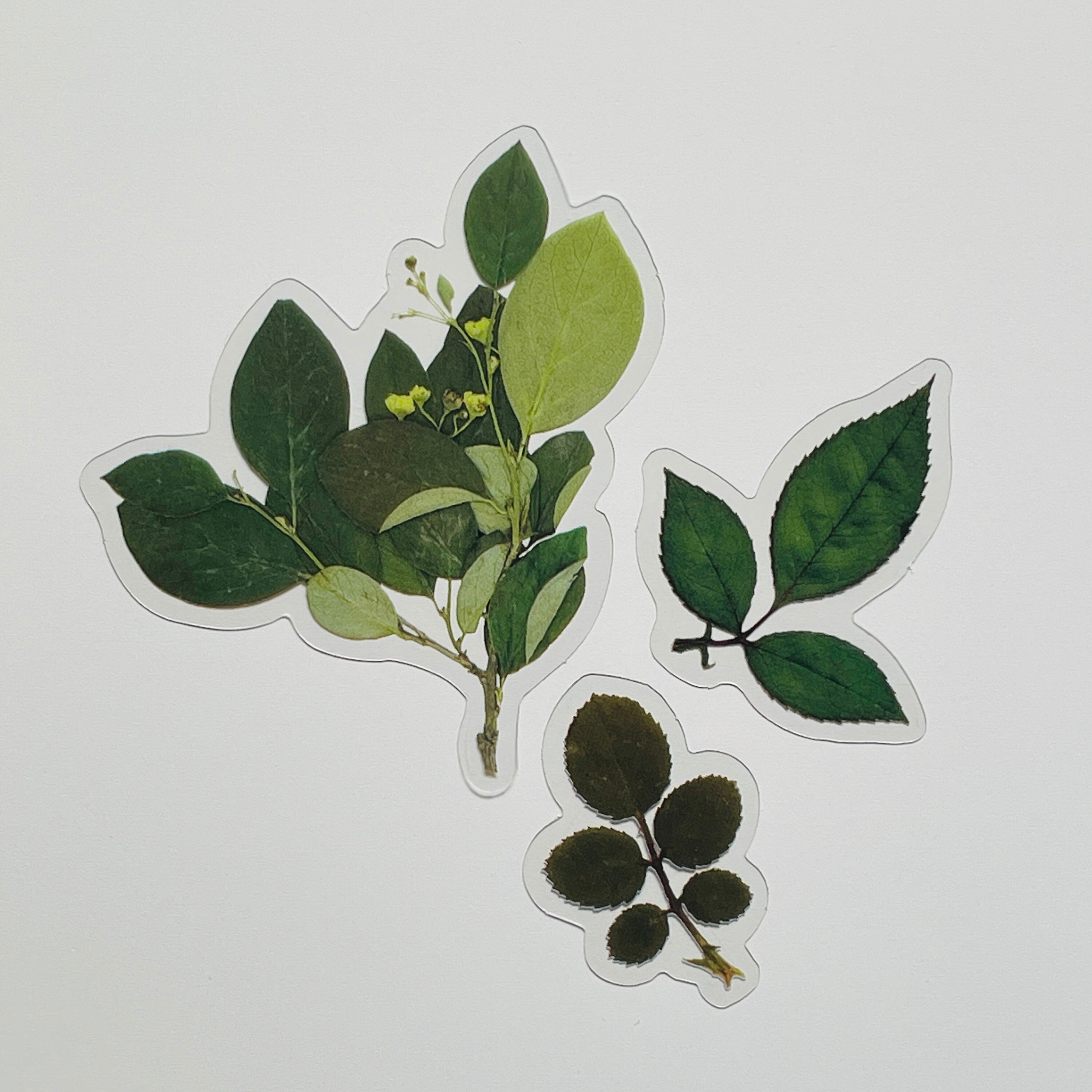 20 Vinyl Transparent Leaf Sticker Pack Waterproof Reusable - Etsy UK