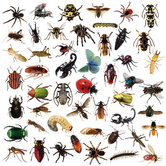 Craft Supplies & Tools Beetle Sticker Set die cut vinyl glossy decal ...