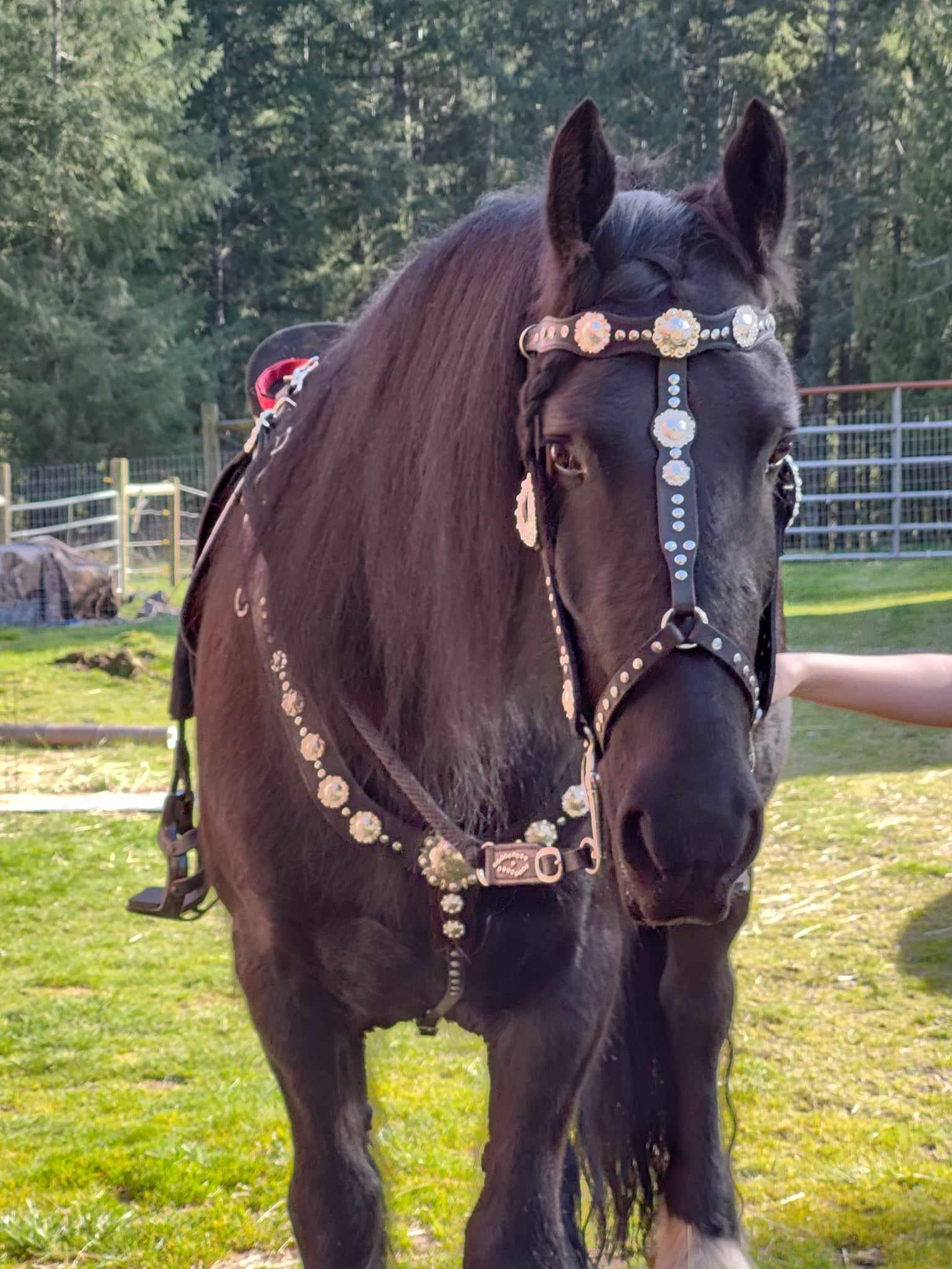 Beautiful Parade Tack - Etsy