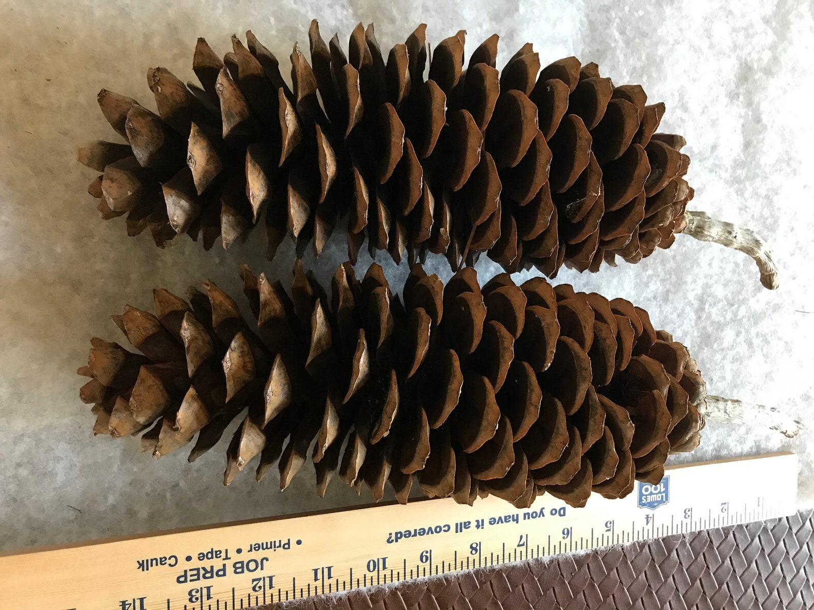 13 14 Jumbo Pinecone Grand cône de pin énorme cône de | Etsy