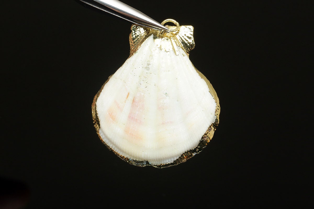 G593-2pcs-real Shell-gold Scallop Shell-gold Plated Nature | Etsy