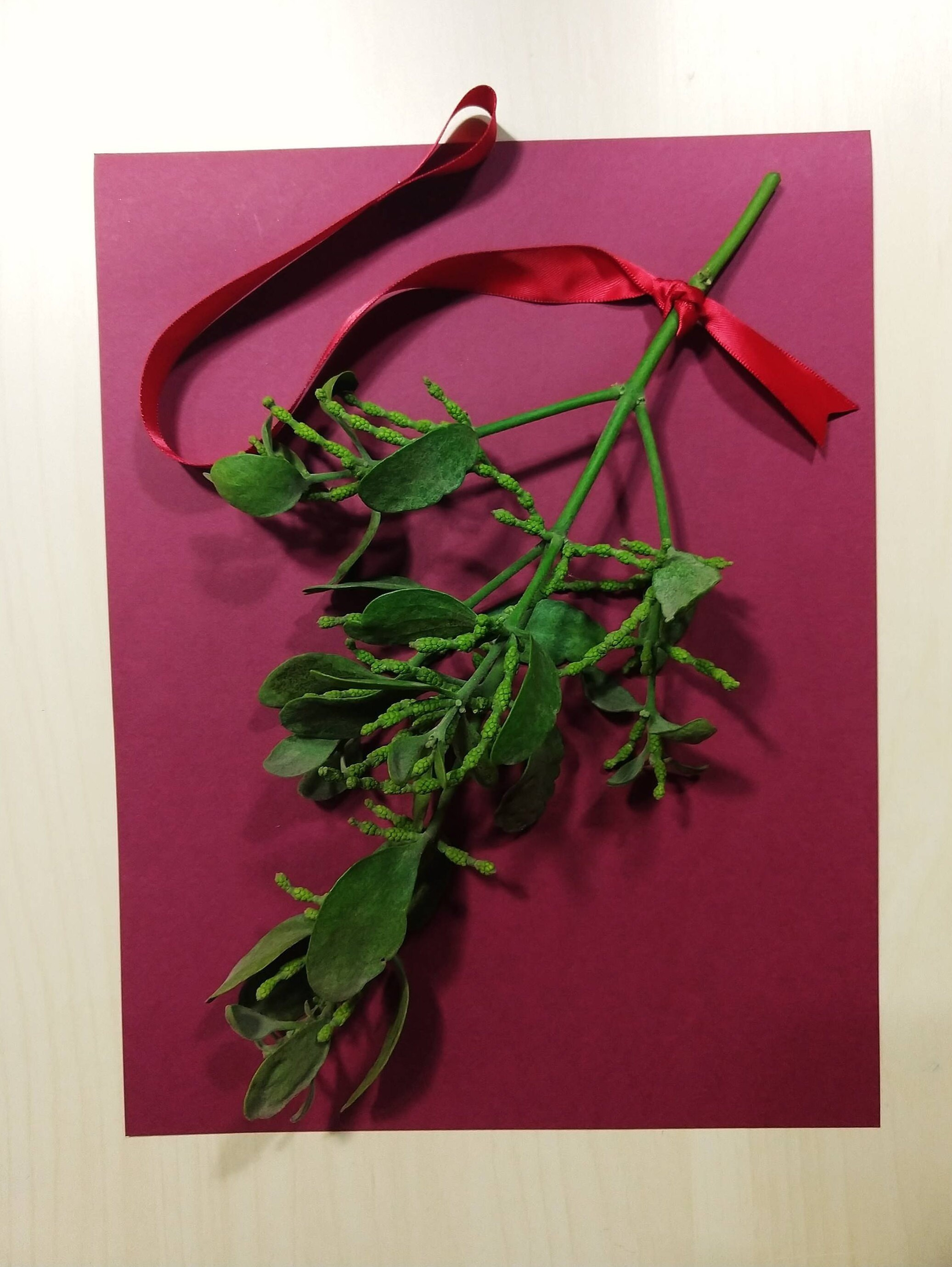 Large Fresh Mistletoe Sprig, 10 - Etsy