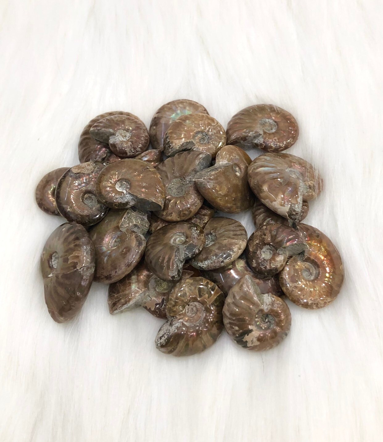 Baby Size Ammonite Fossils