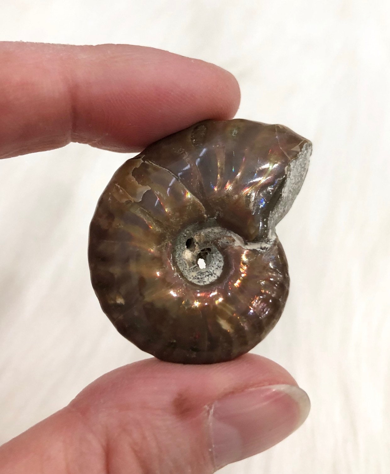 Baby Size Ammonite Fossils