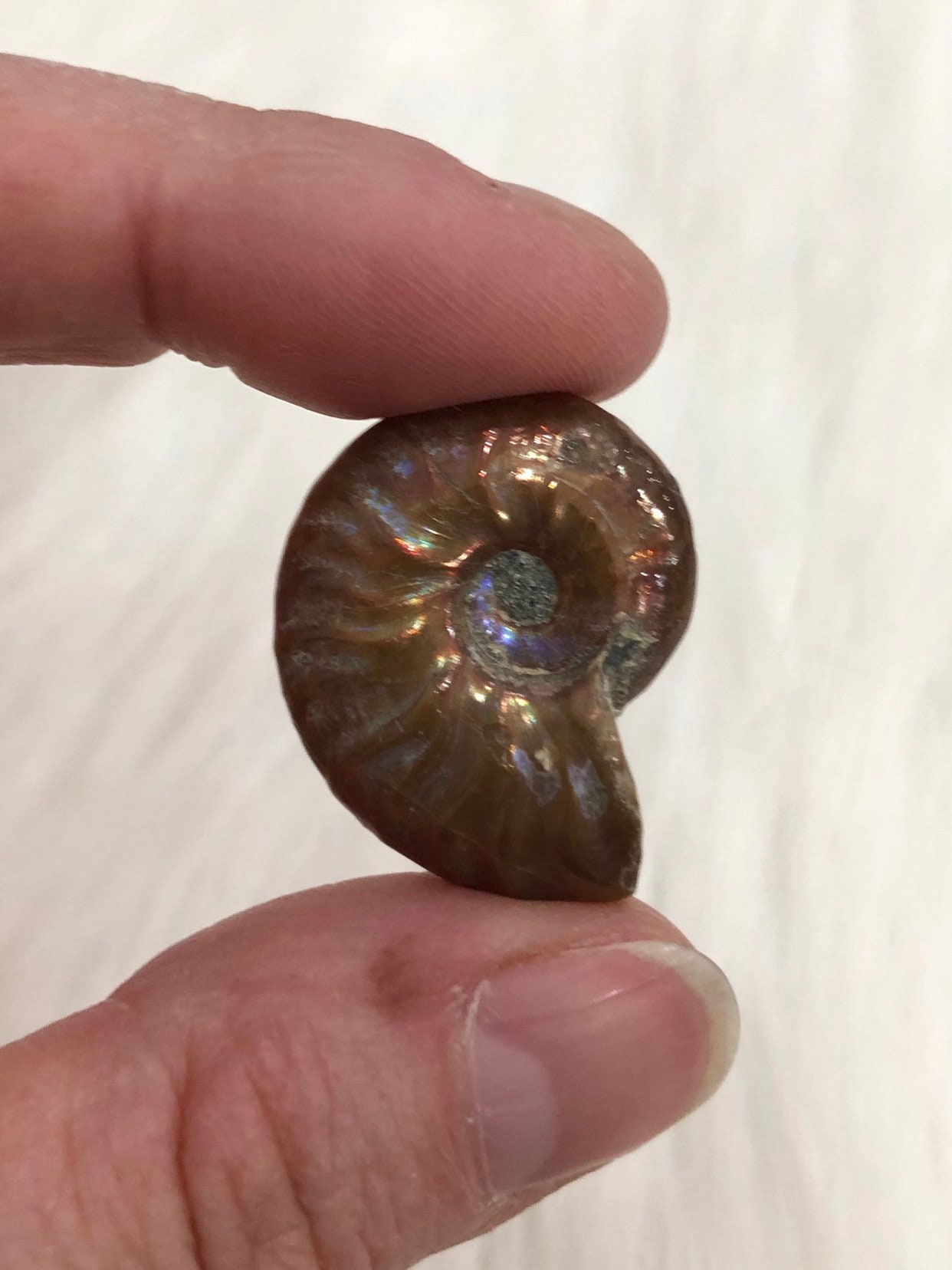 Baby Size Ammonite Fossils