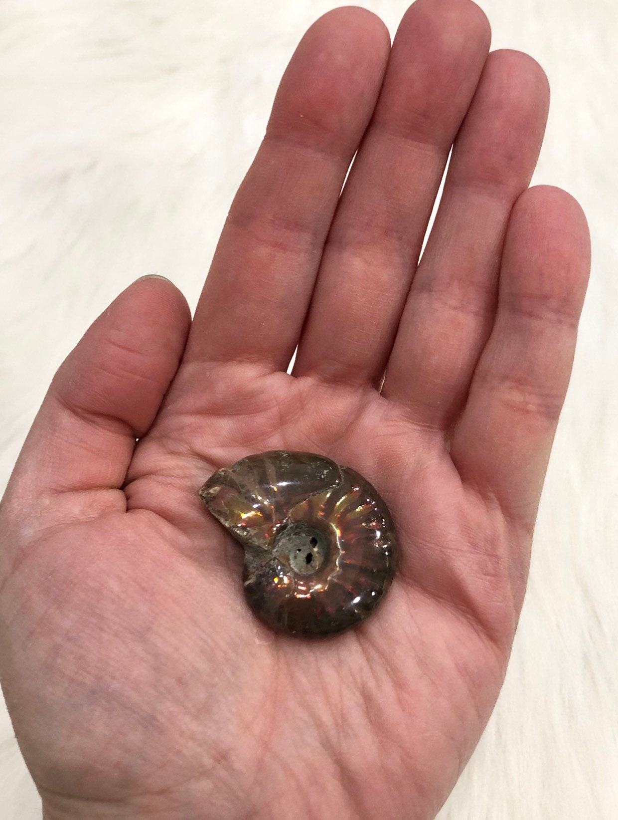 Baby Size Ammonite Fossils