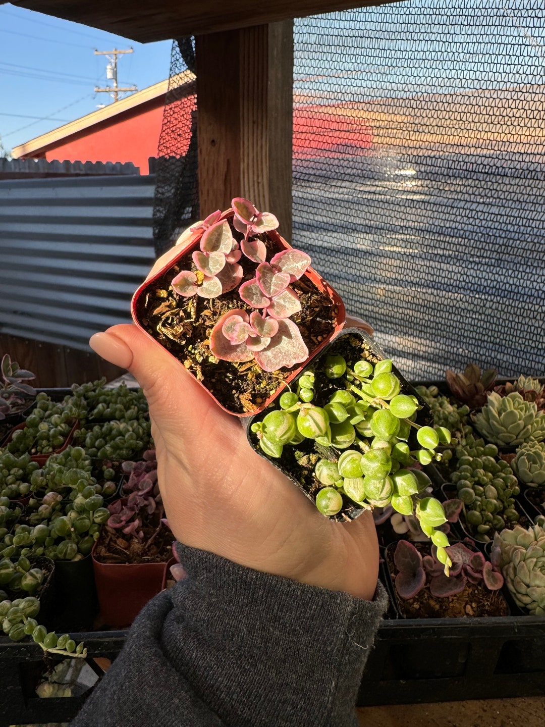 Variegated String of Pearls and Variegated String of Hearts | Succulent ...