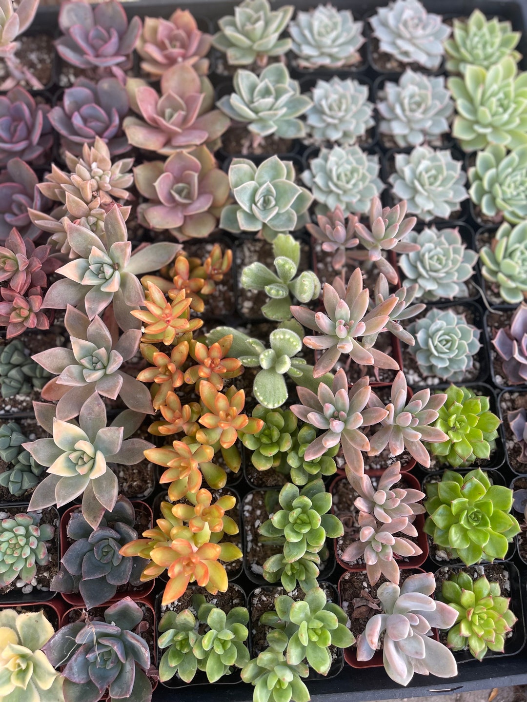6 Succulent Varieties | Mystery Succulent Pack | Assorted 2'' Potted ...