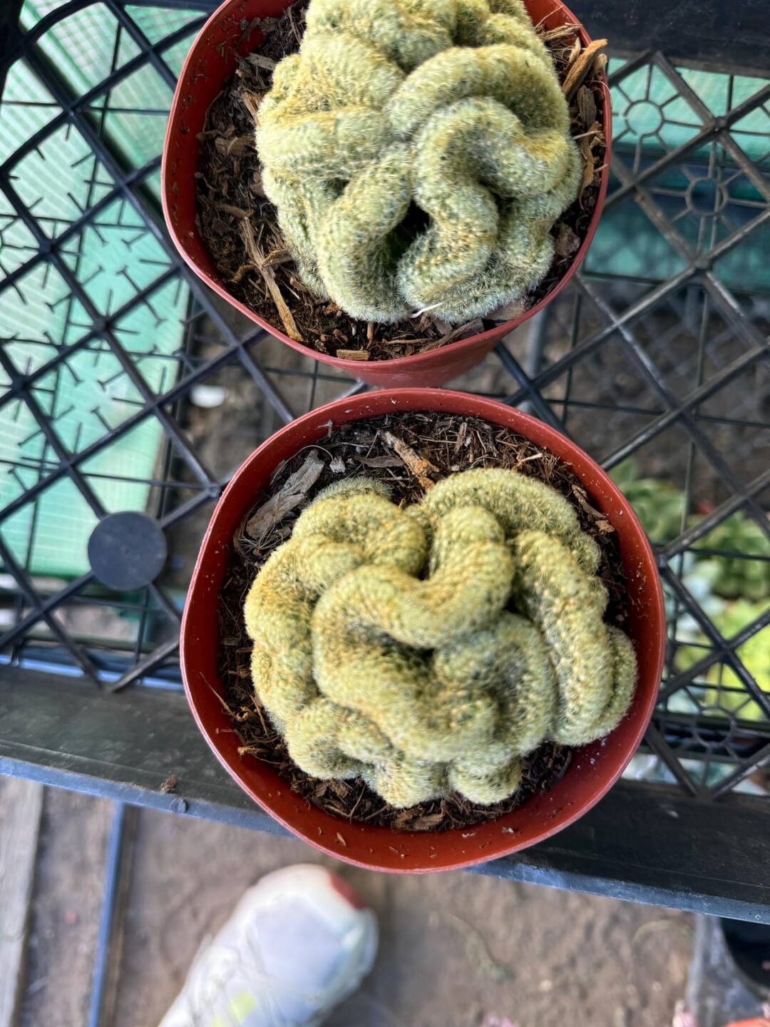Mammillaria Cristata Brain Cactus / Crested Succulent / 4 Cactus - Etsy