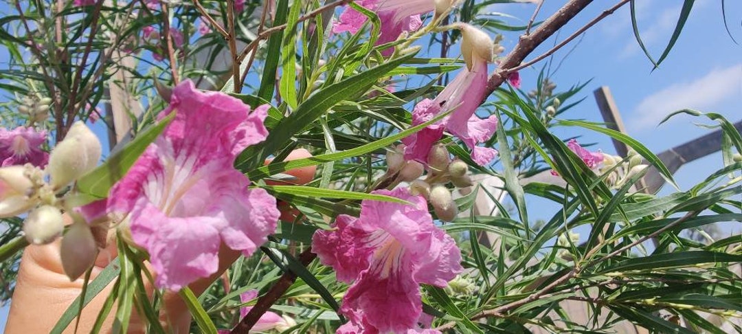 Desert Willow Tree Seeds – Chilopsis Linearis, Pink Pollinator Flowers - Etsy