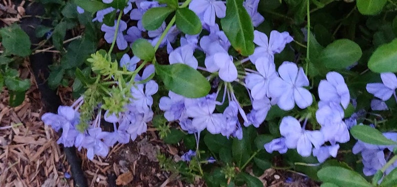 Purple Plumbago Auriculata - Packet of Seeds - Etsy