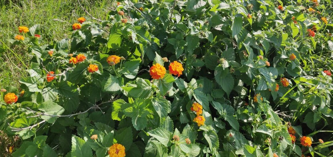 Native Texan Lantana - Bulk Seed Packet for Pollinators - Etsy