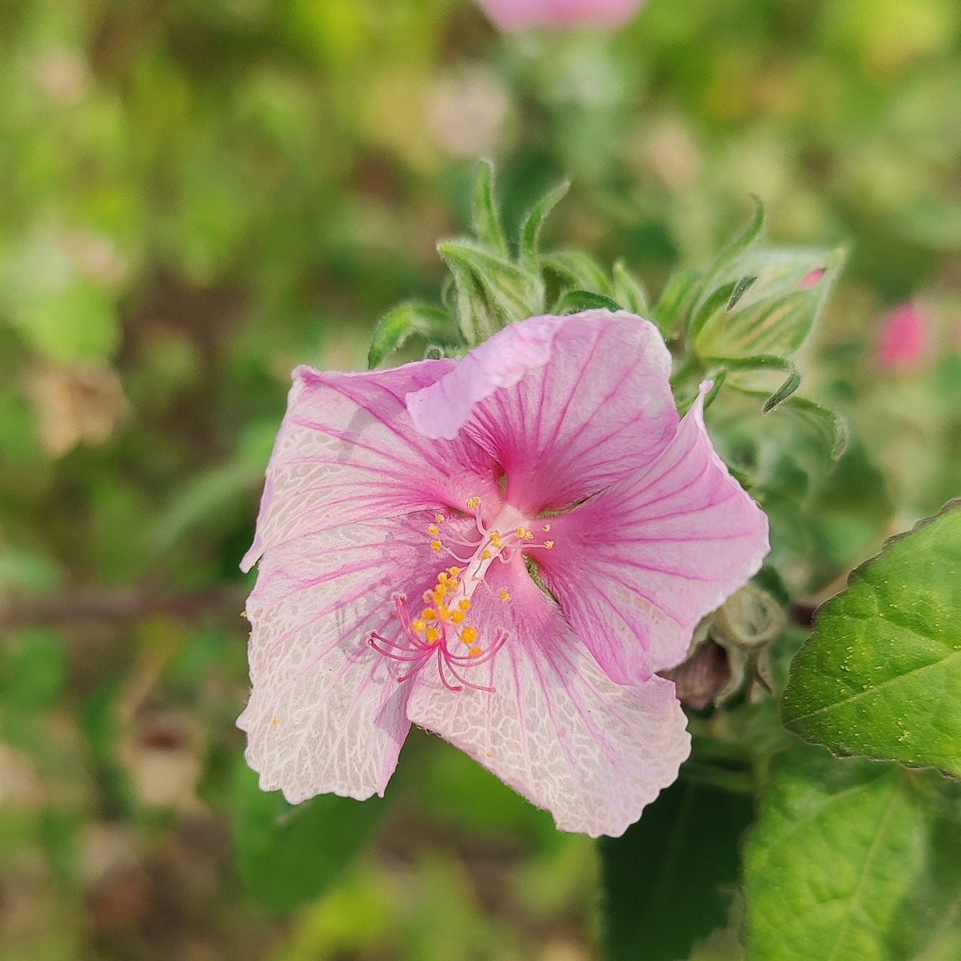 Rock Rose Seeds for Pollinators Light Dainty Pink - Etsy