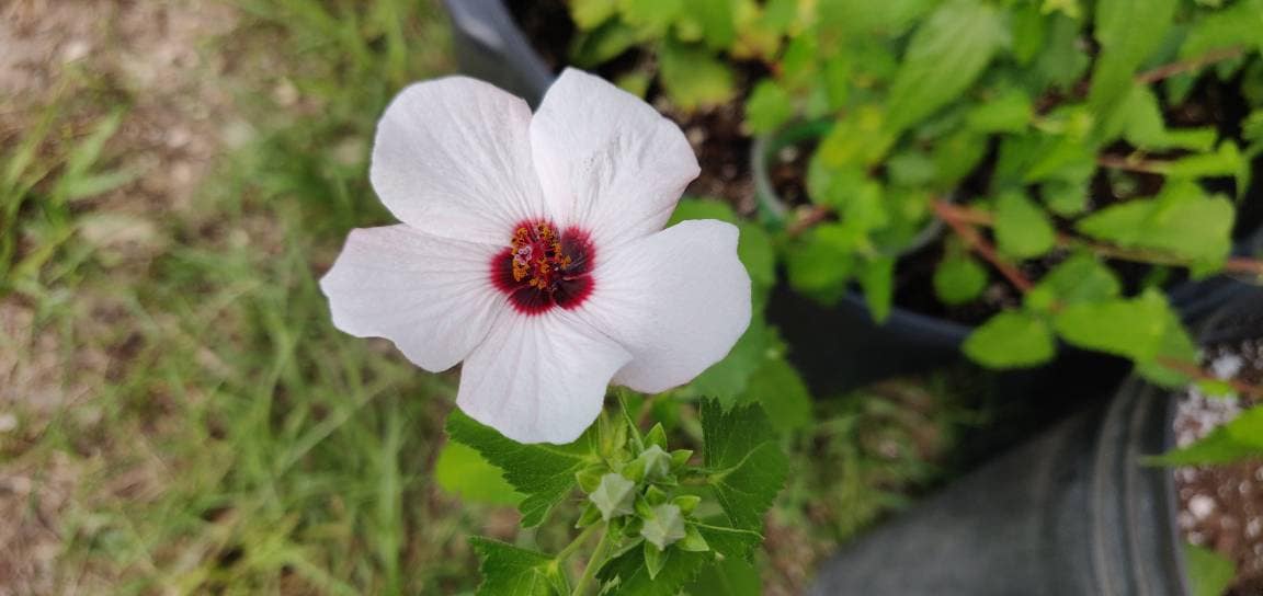 Brazilian Rock Rose Seeds for Pollinators Pavonia - Etsy