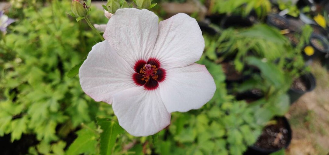 Brazilian Rock Rose - Seeds for Pollinators Pavonia Braziliensis - Etsy