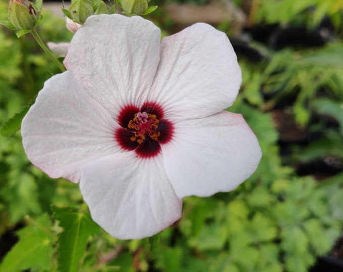Brazilian Rock Rose - Seeds for Pollinators Pavonia Braziliensis - Etsy