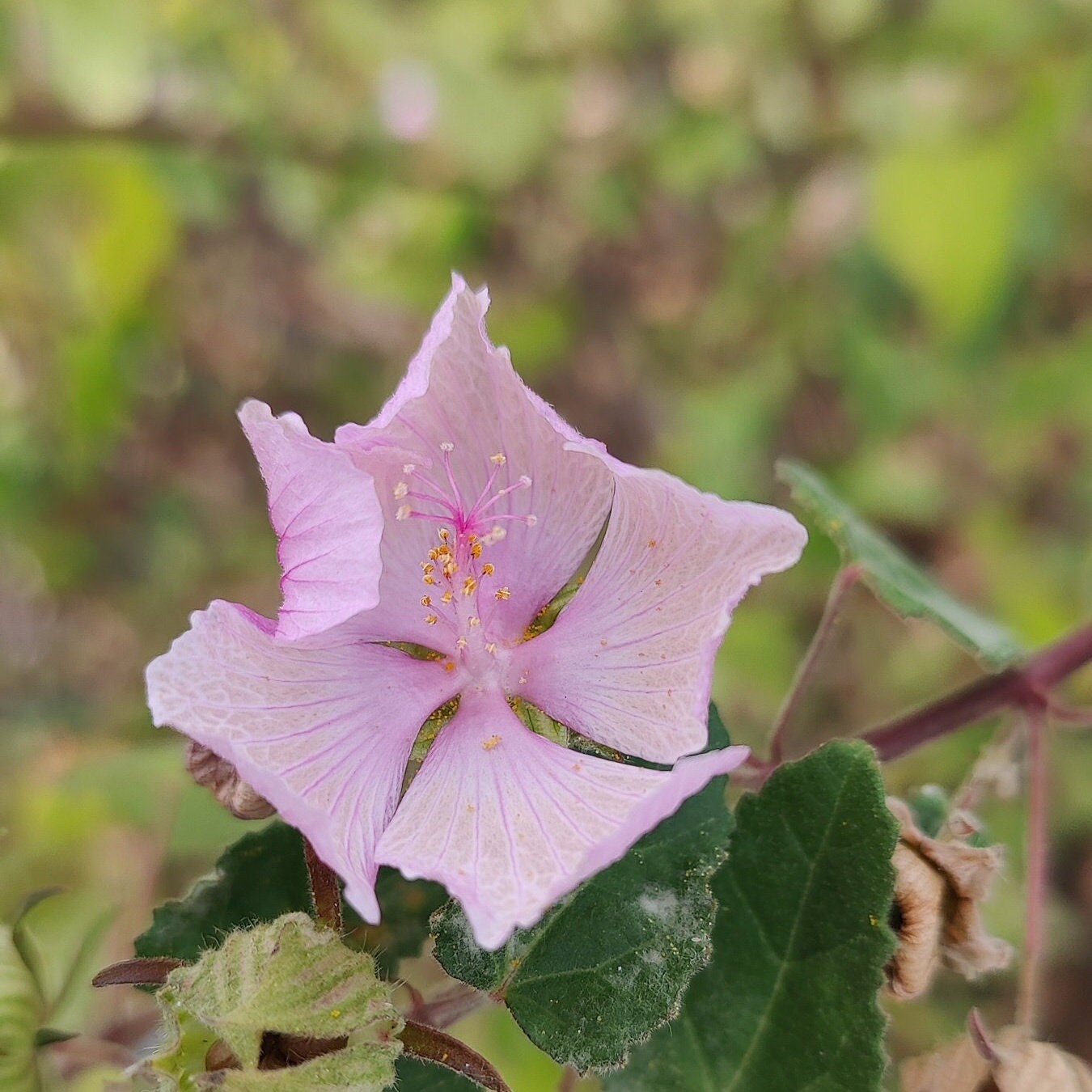 Rock Rose Seeds for Pollinators Light Dainty Pink - Etsy