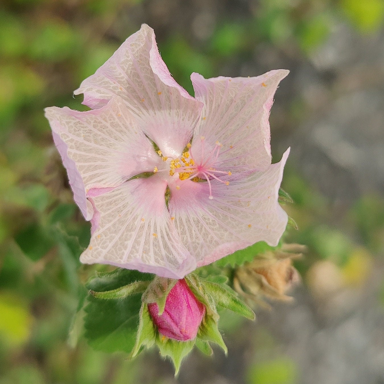 Rock Rose Seeds for Pollinators Light Dainty Pink - Etsy