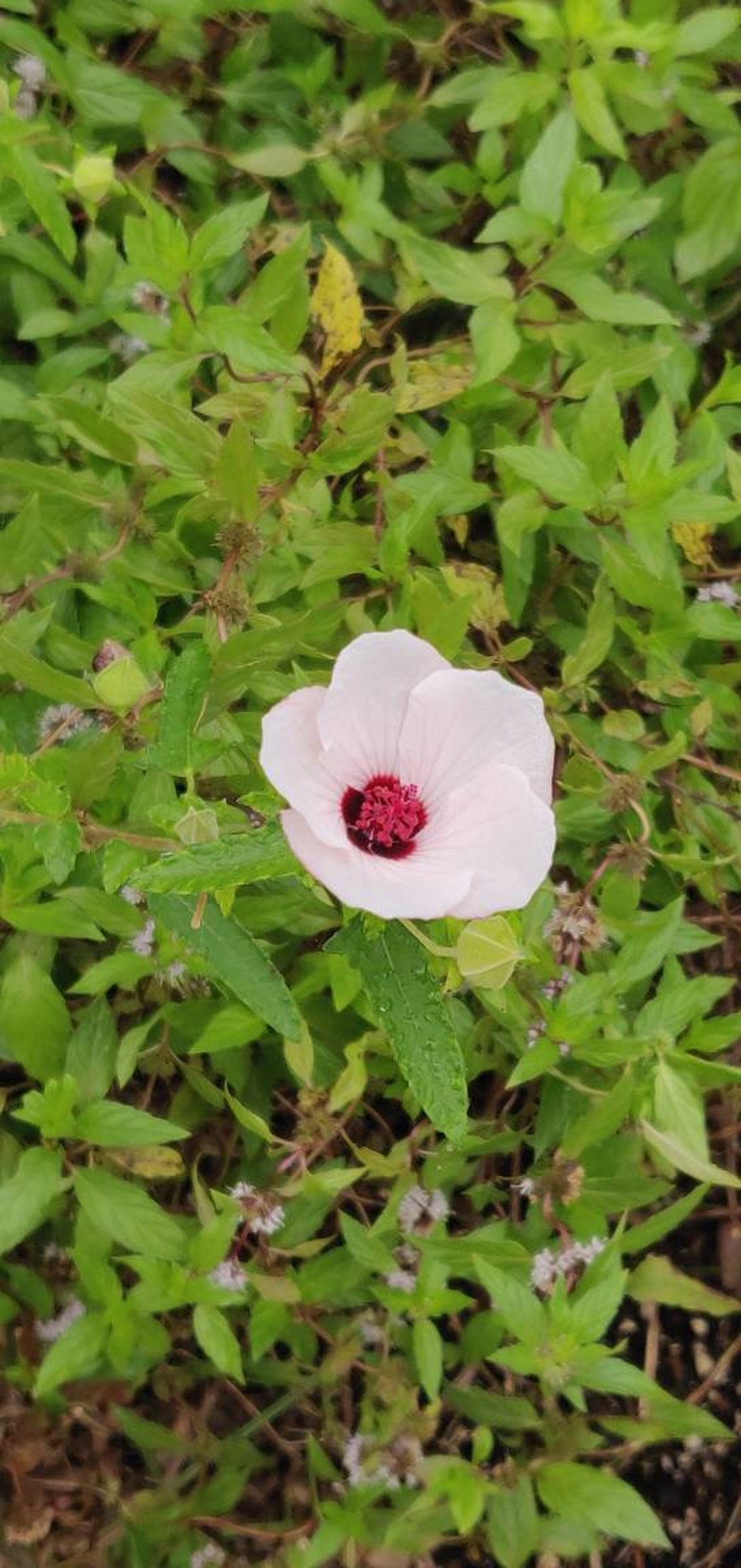 Brazilian Rock Rose Seeds for Pollinators Pavonia - Etsy