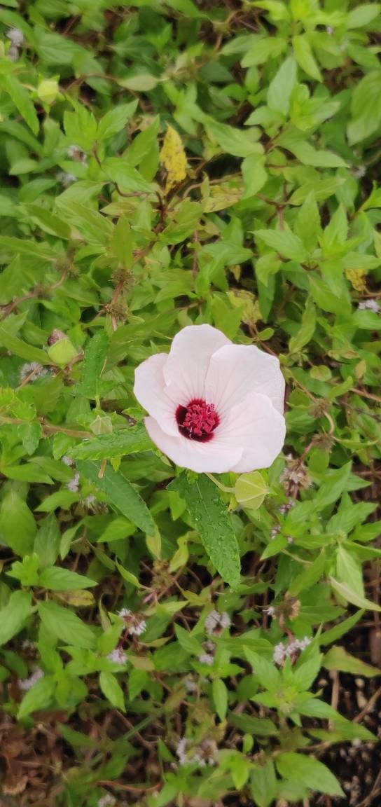 Brazilian Rock Rose Seeds for Pollinators Pavonia - Etsy