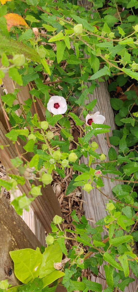 Brazilian Rock Rose Seeds for Pollinators Pavonia - Etsy
