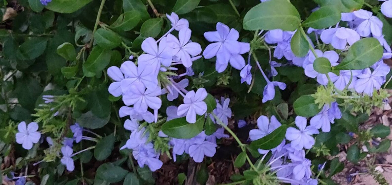 Purple Plumbago Auriculata Packet of Seeds - Etsy