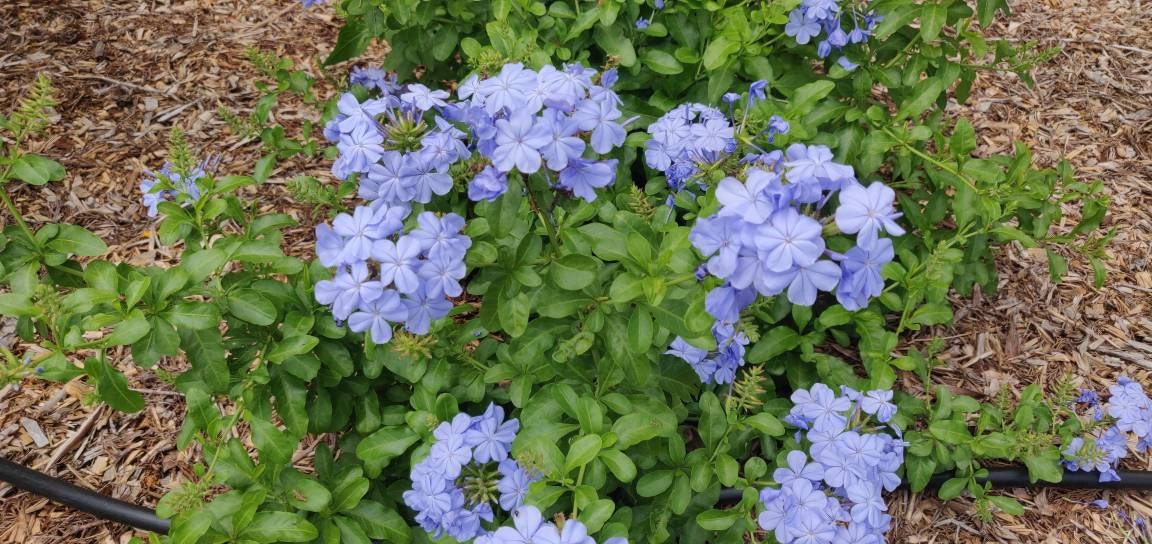 Purple Plumbago Auriculata - Packet of Seeds - Etsy