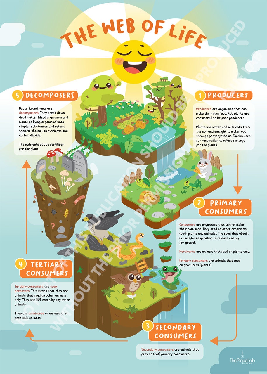 Web of Life Classroom Science Poster Art Print: an Adventure in Nature ...
