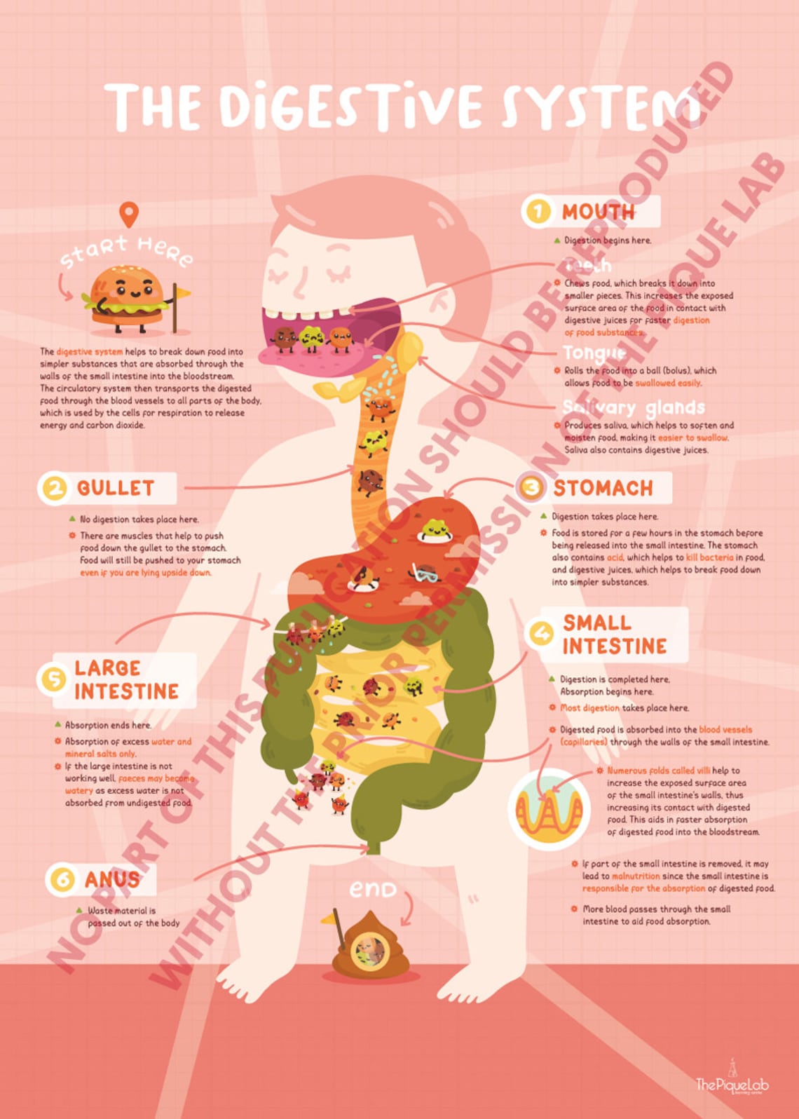 Digestive System Classroom Science Poster Art Print Churning Factories