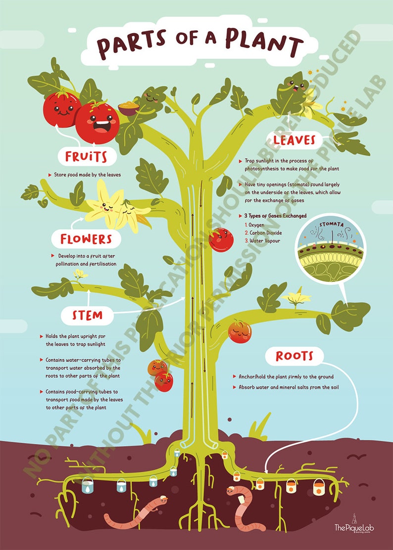 Plant Anatomy Classroom Science Poster Art Print: From Leaves to Roots ...