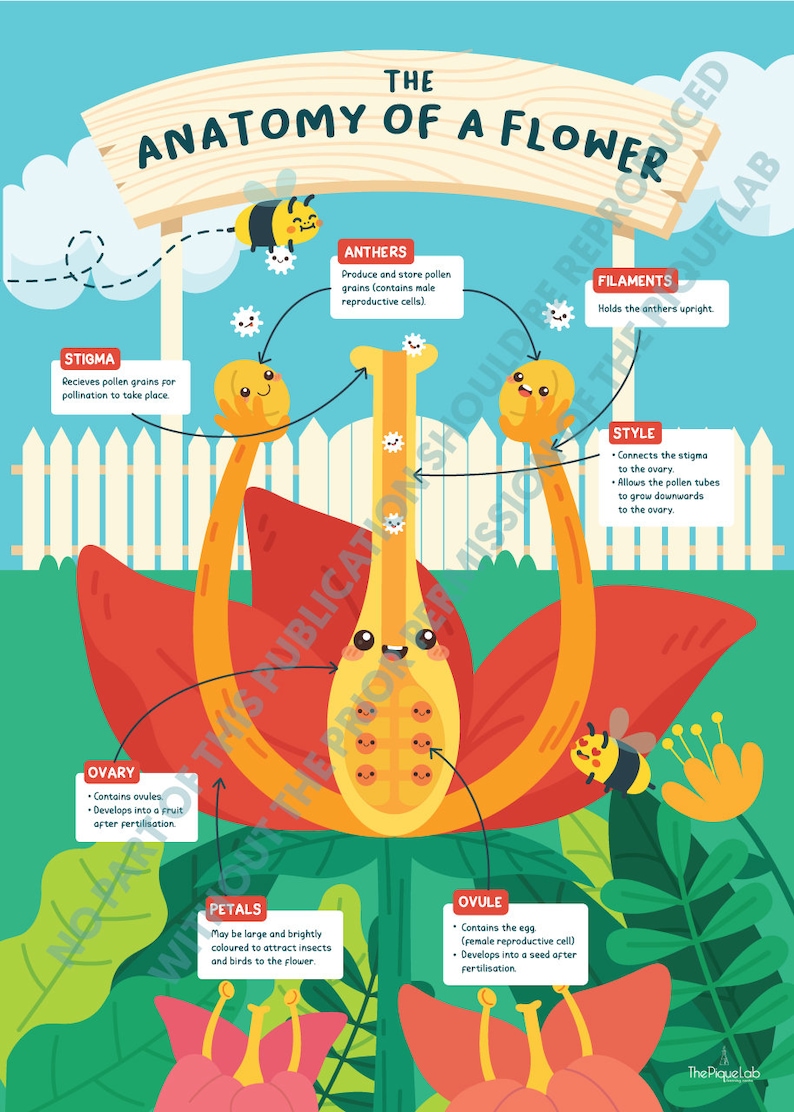 Anatomy of a Flower Classroom Science Poster Art Print: A Closer Look ...