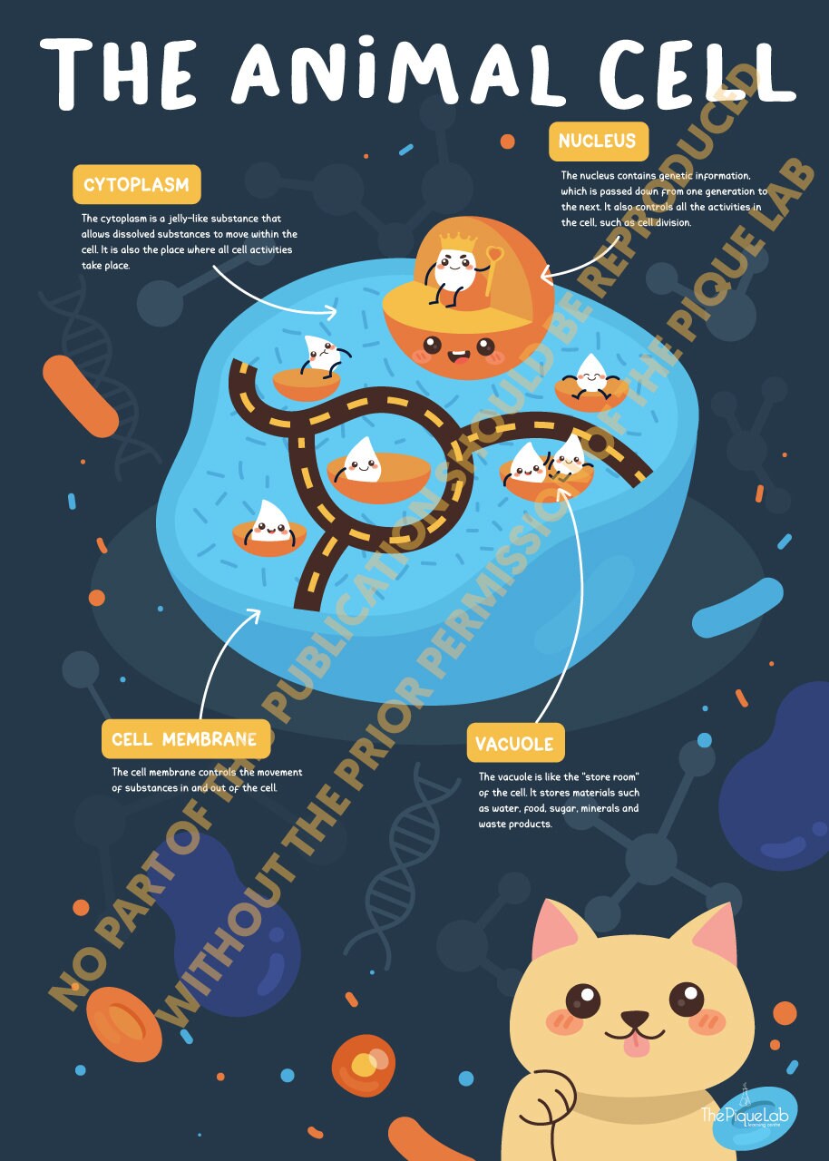 Animal Cell Classroom Science Poster Print: A Closer Look (good for ...