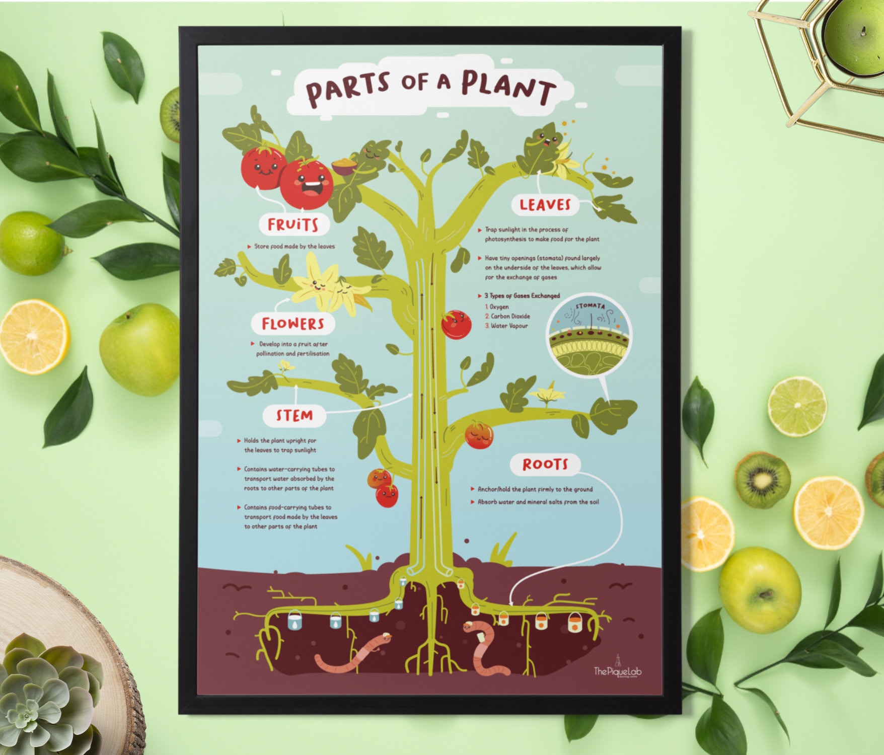 Plant Anatomy Classroom Science Poster Art Print: From Leaves to Roots ...