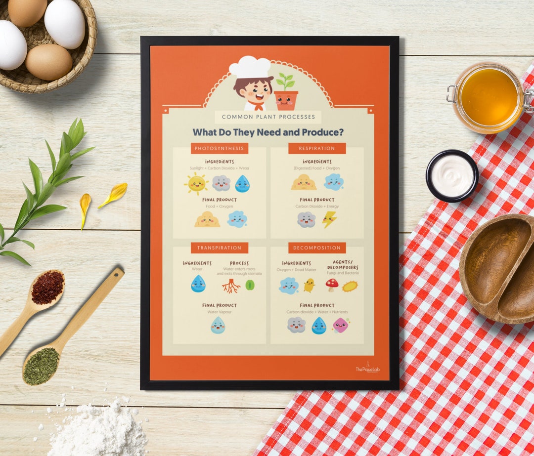 4 Life Processes Classroom Science Poster Art Print (good for Classroom ...