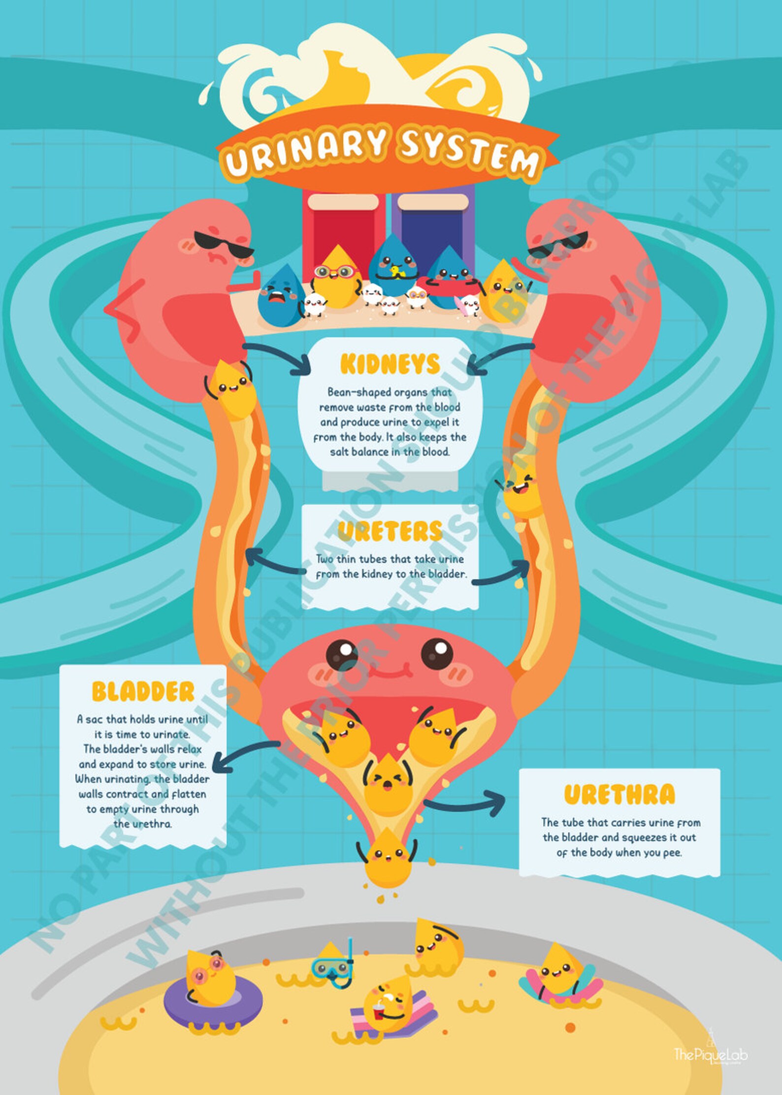 Urinary System Classroom Science Poster Art Print: the Wild Ride good ...