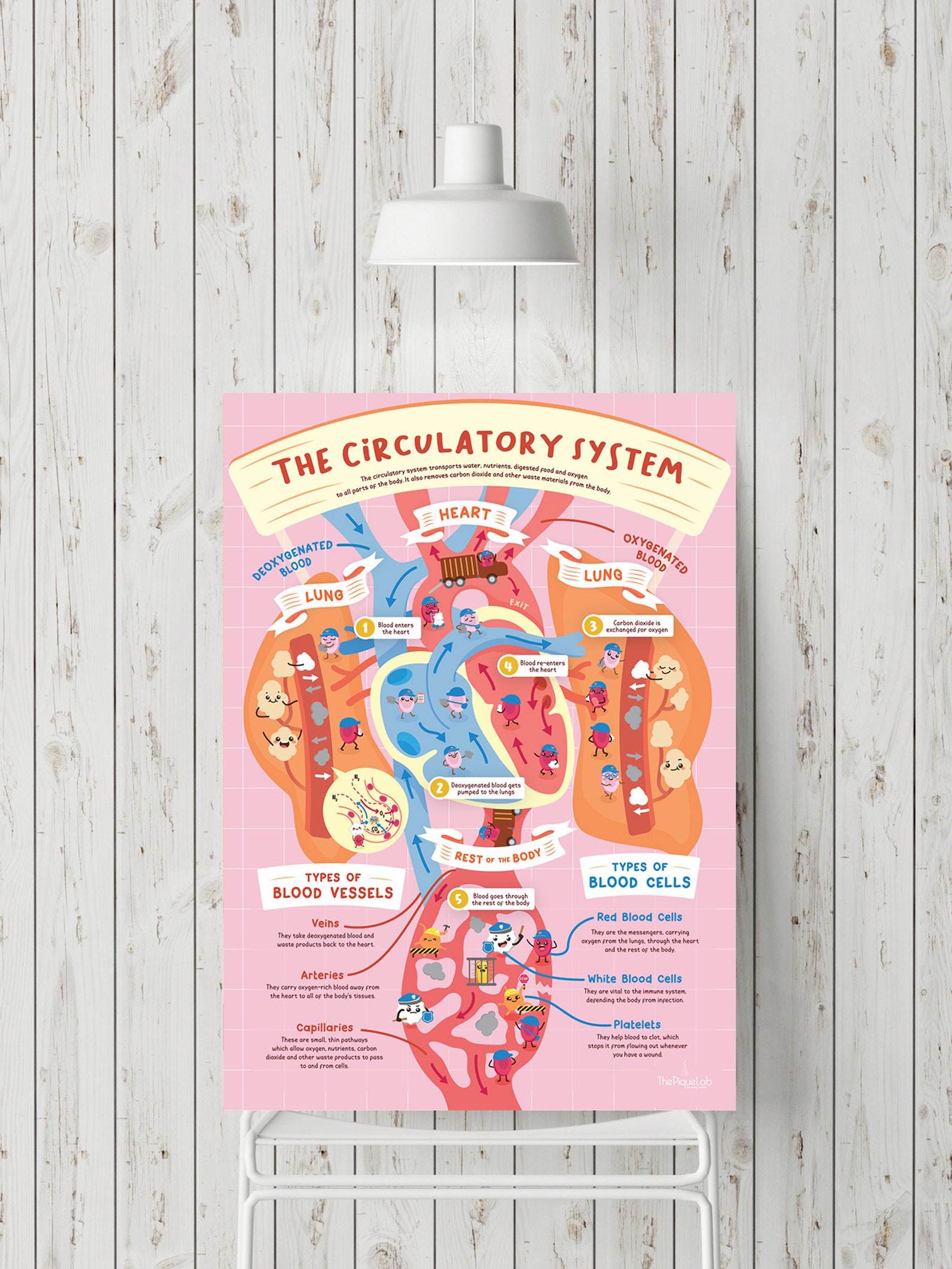 Circulatory System Classroom Science Poster Art Print: Art in Heart ...