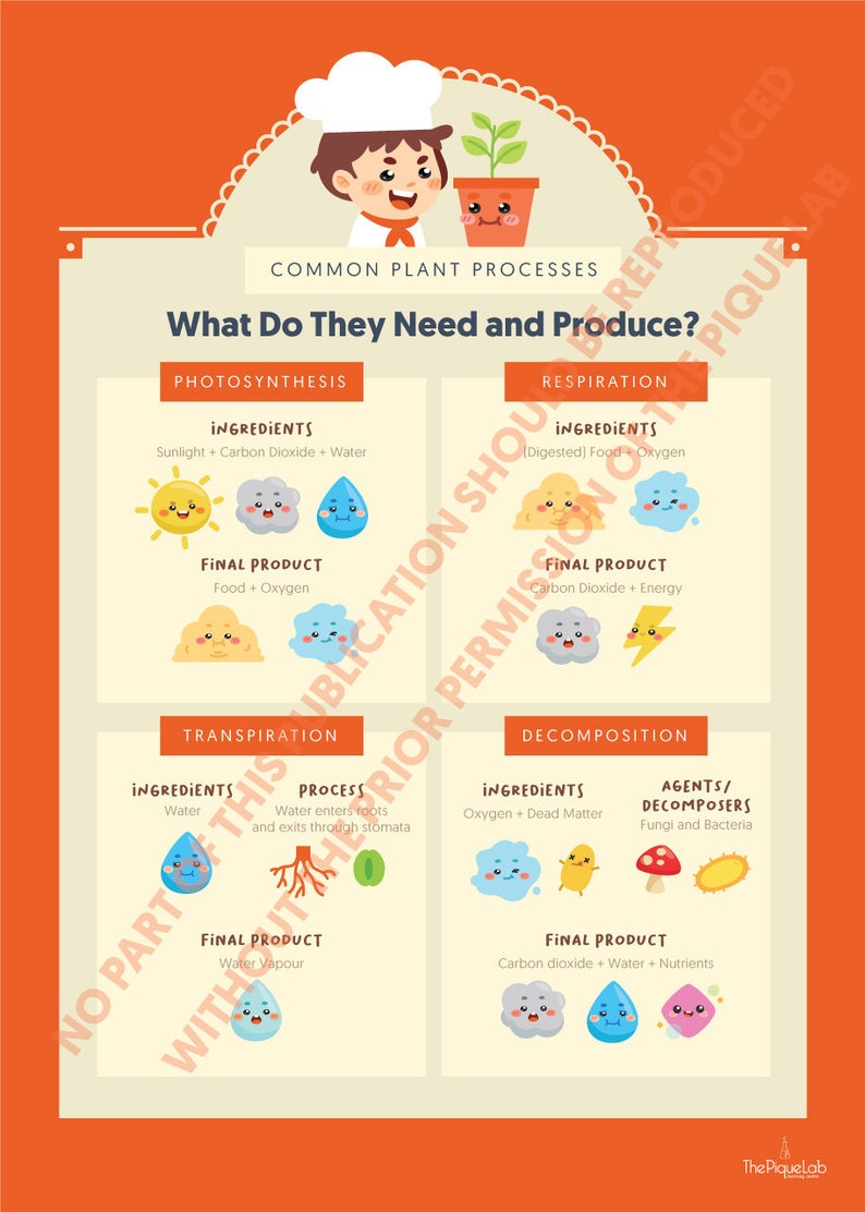 4 Life Processes Classroom Science Poster Art Print (good for Classroom ...