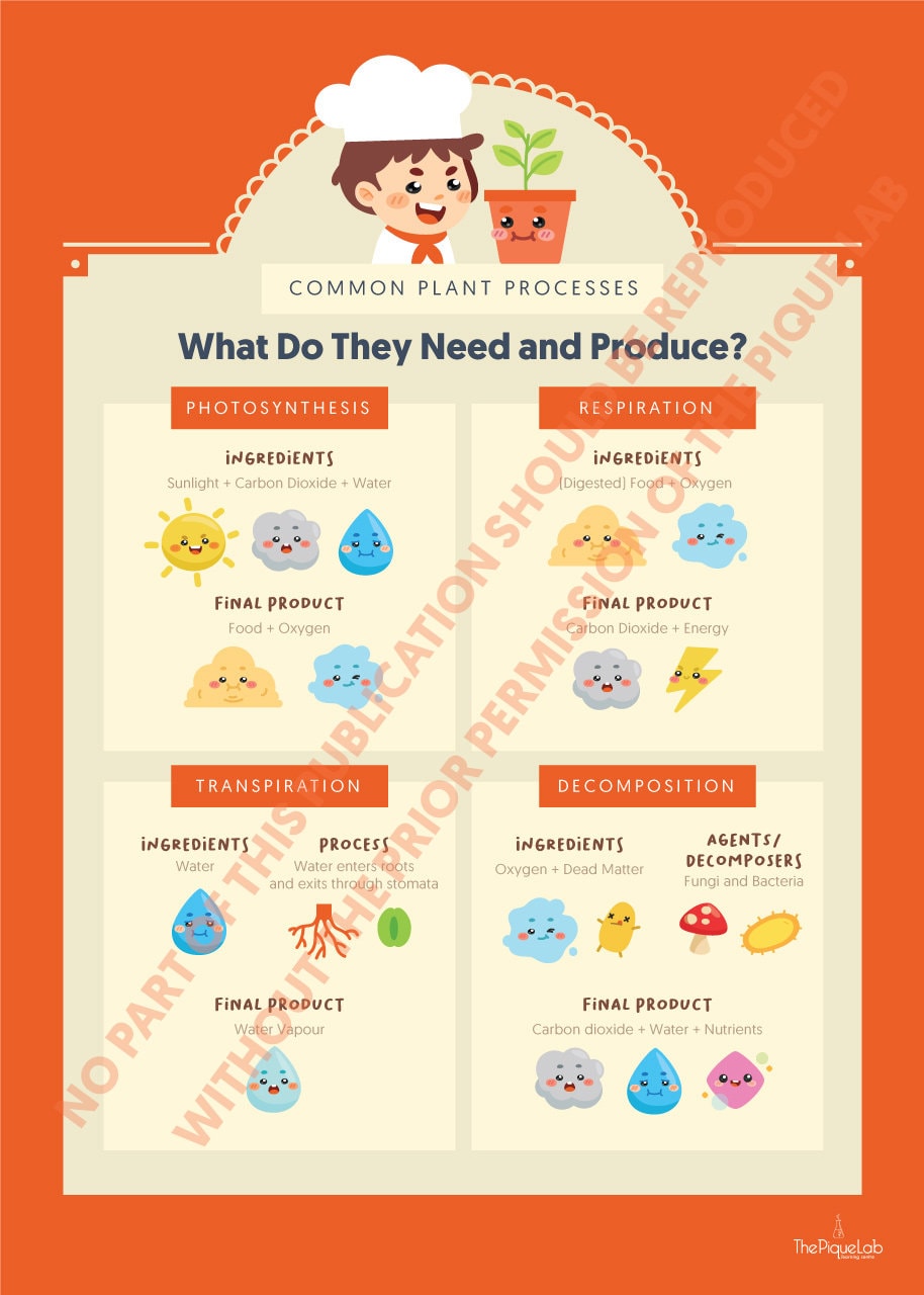 4 Life Processes Classroom Science Poster Art Print (good for Classroom ...