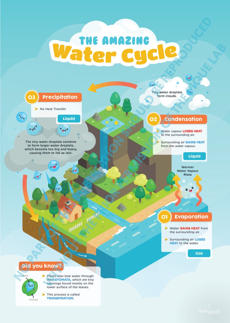 Water Cycle Classroom Science Poster Art Print: From Top to Bottom ...