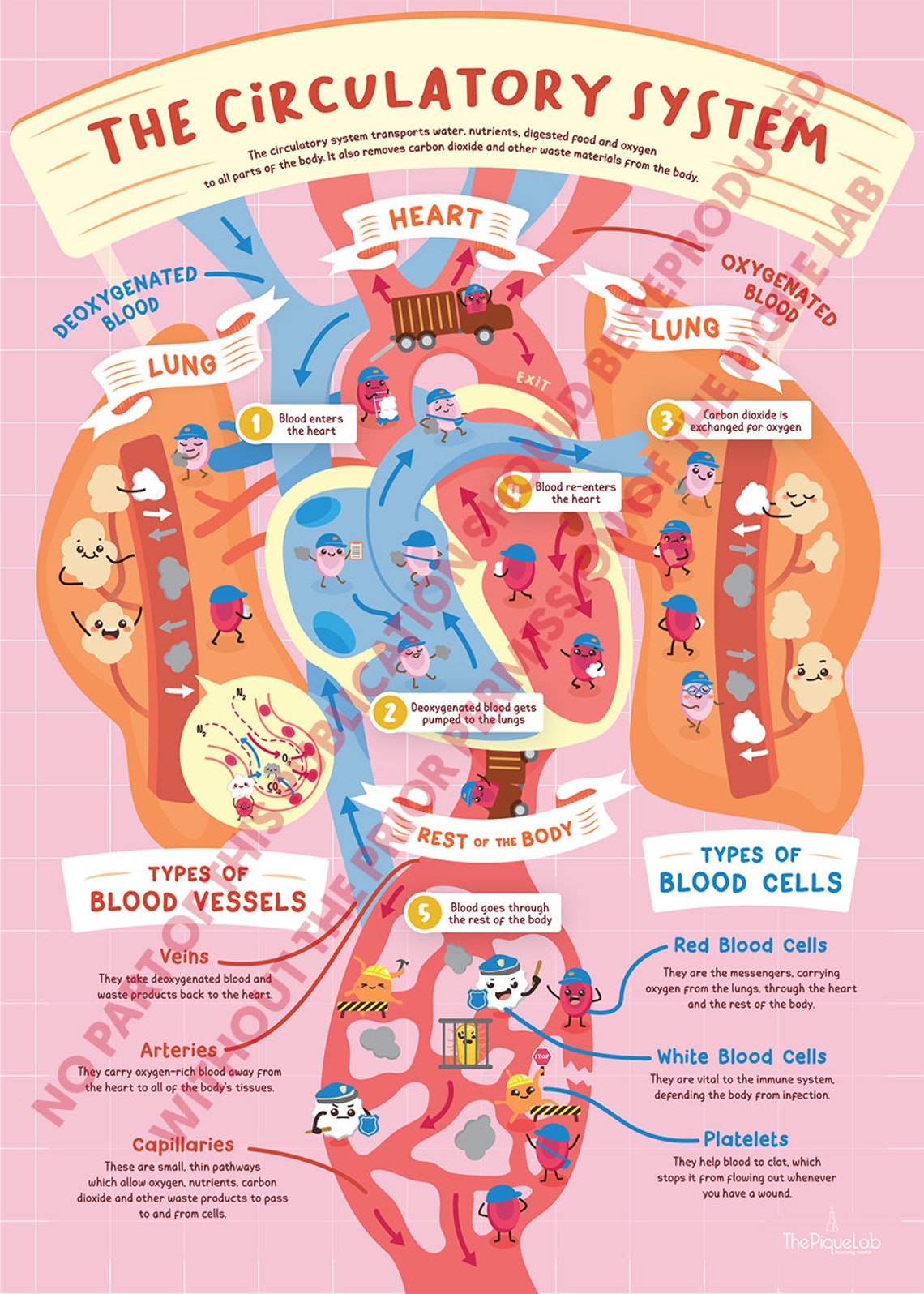 Circulatory System Classroom Science Poster Art Print: Art in Heart ...
