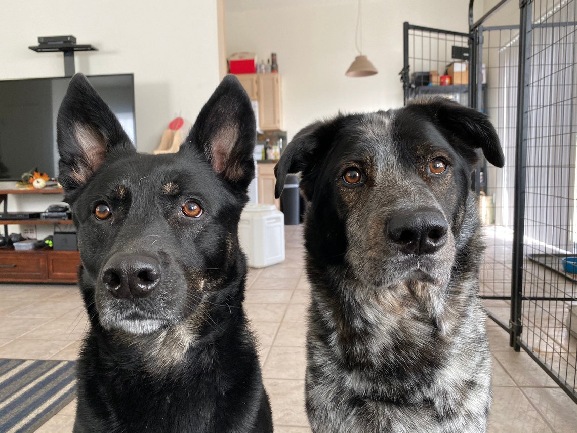 Two Pet Portrait Mulitple Dog Portrait 2 Dogs Art Framed - Etsy