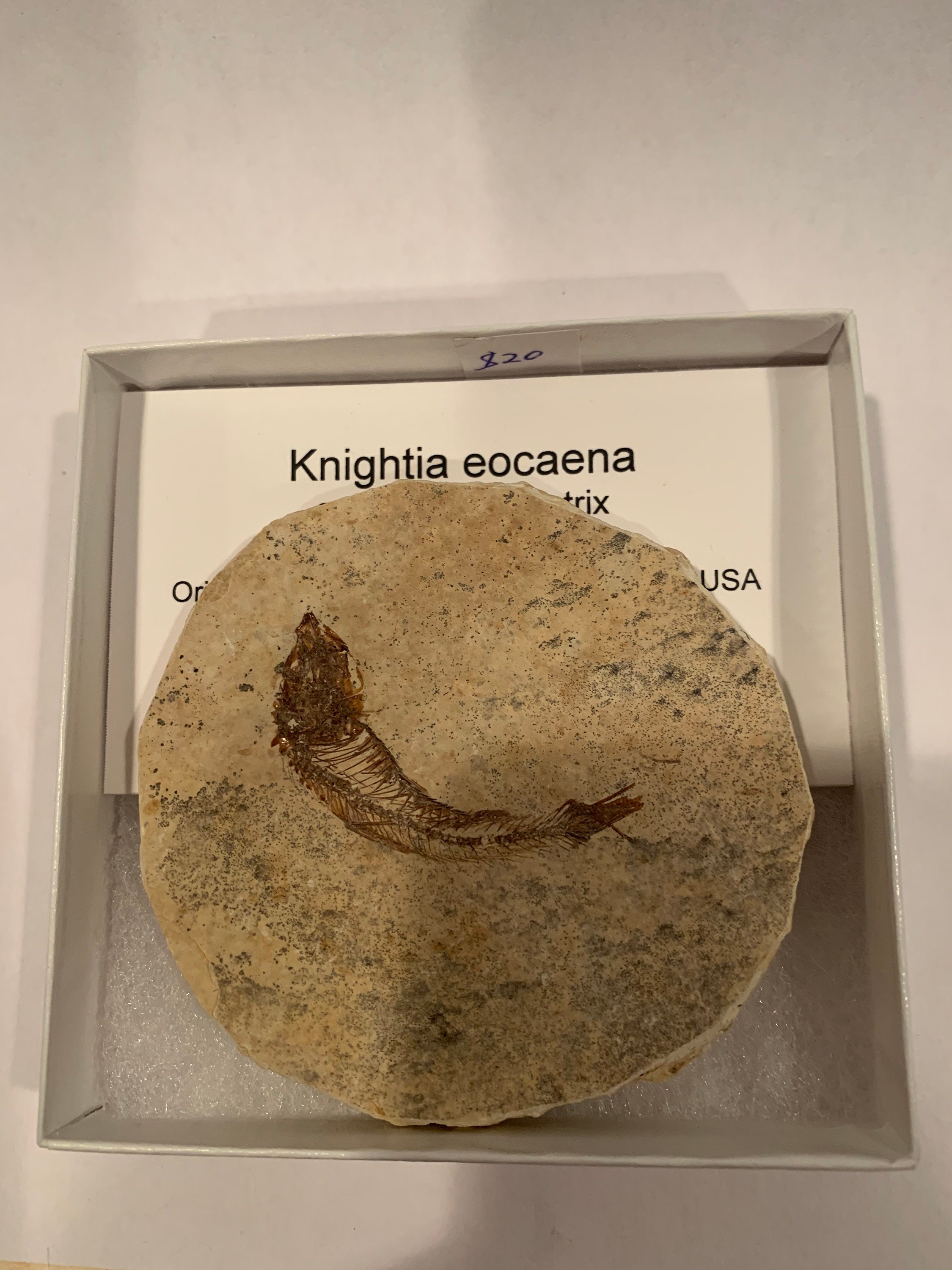 Knightia Fish Fossil - Etsy