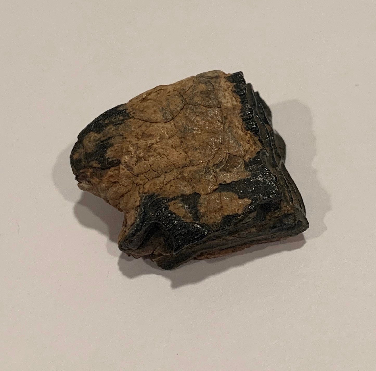 Fossil Equus Horse Tooth - Etsy