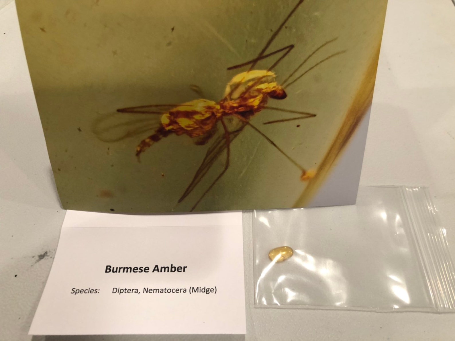 Diptera Nematocera midge in Amber - Etsy