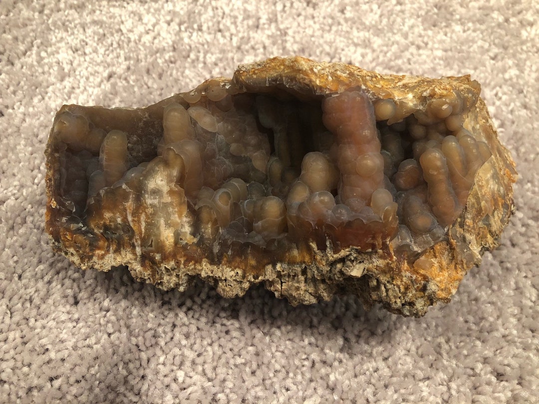 Agatized Coral Specimen - Etsy