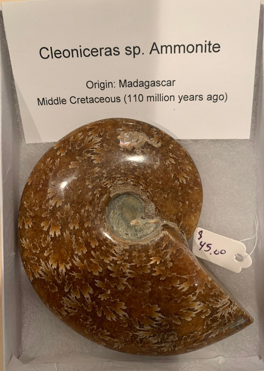 Cleoniceras Sp. Ammonite Fossil - Etsy