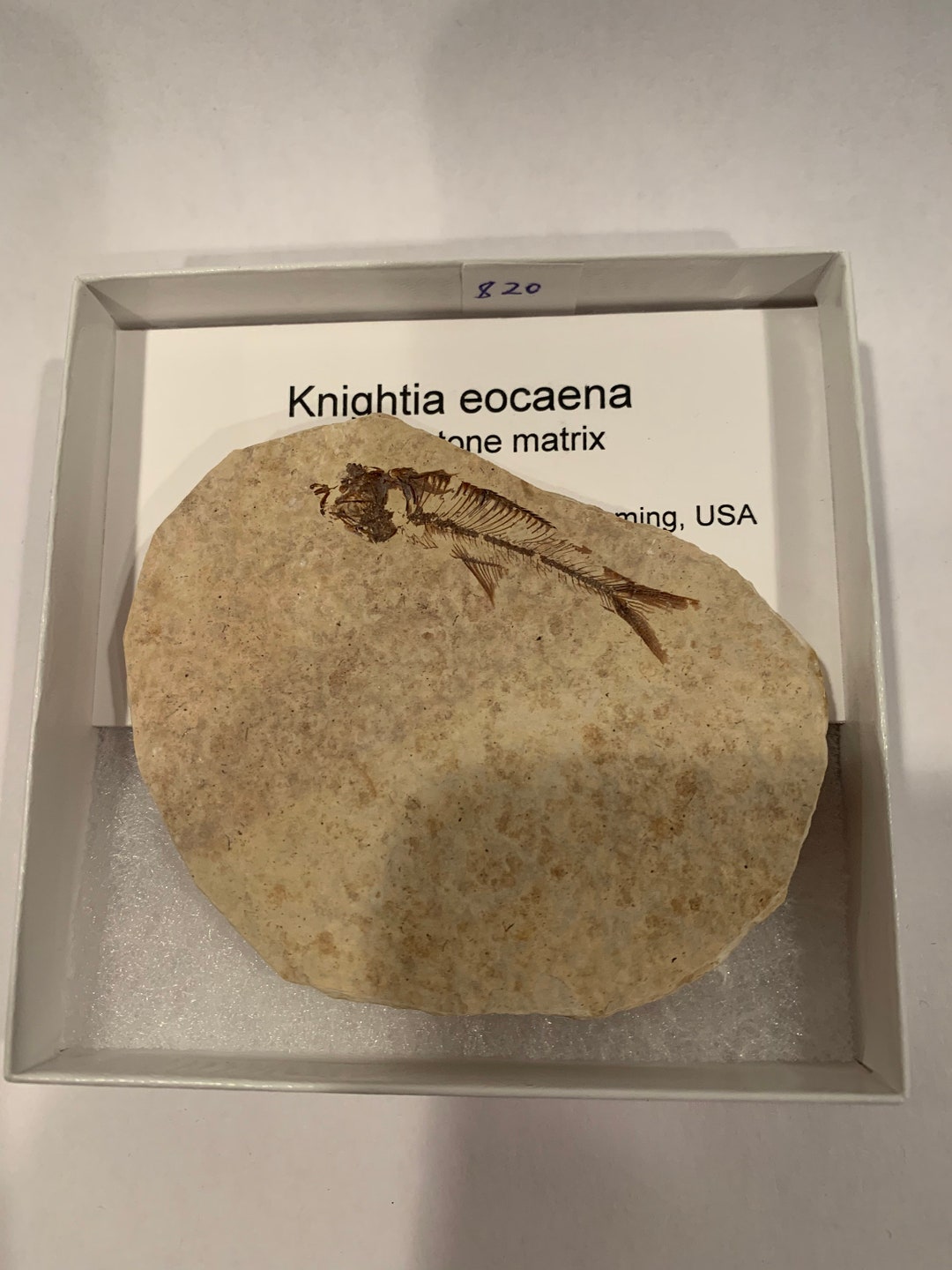 Knightia Fish Fossil - Etsy