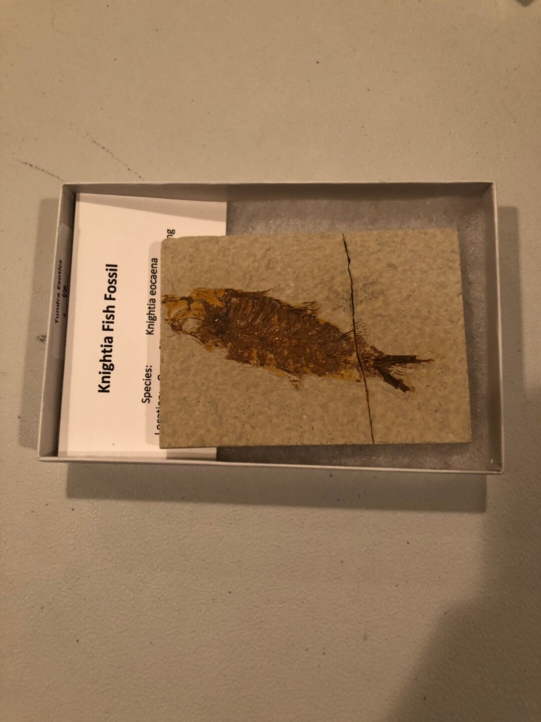 Knightia Fish Fossil - Etsy