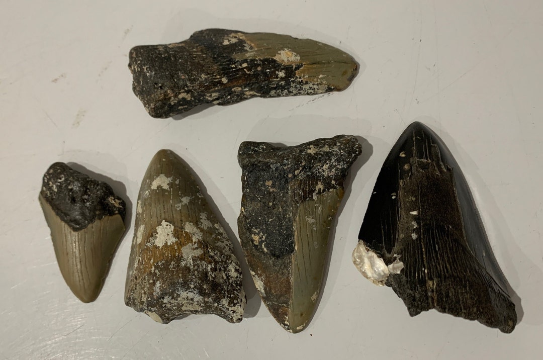 Small B-grade Megalodon Tooth - Etsy